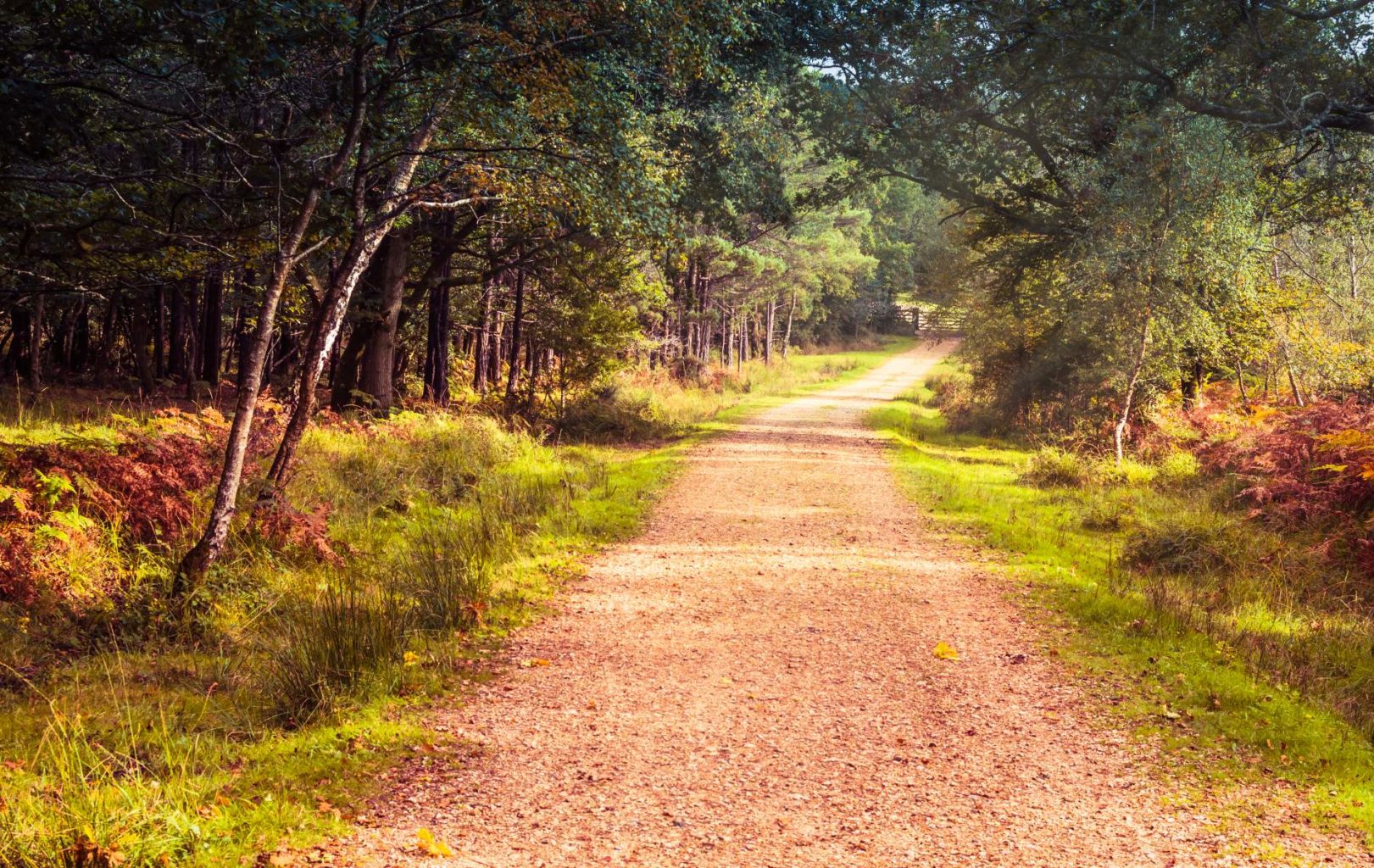 The New Forest - A Property Finder's guide to buying a home