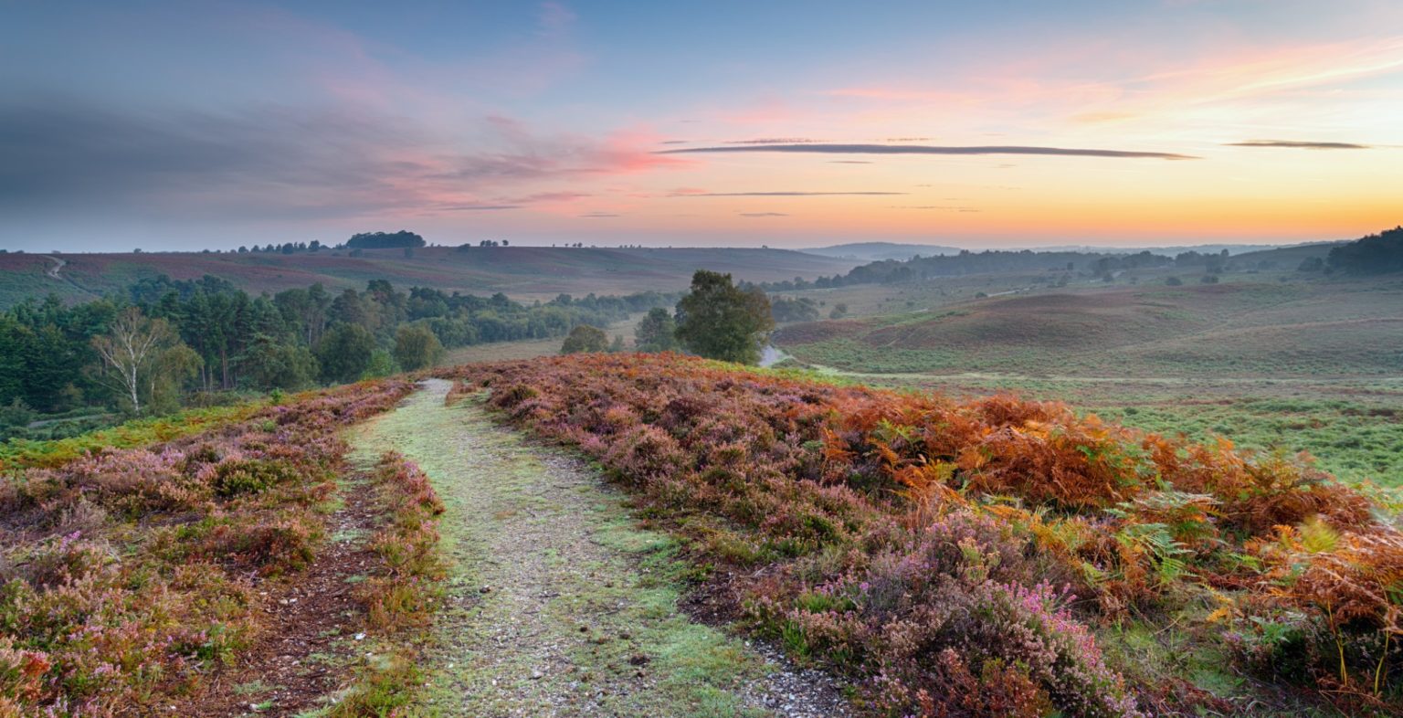 HEADER Sunrise over Rockford Common in the New Forest National Park in ...
